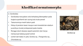 Ppt worm like animal (gastrotricha, acantocepahala, nematomorpha ...