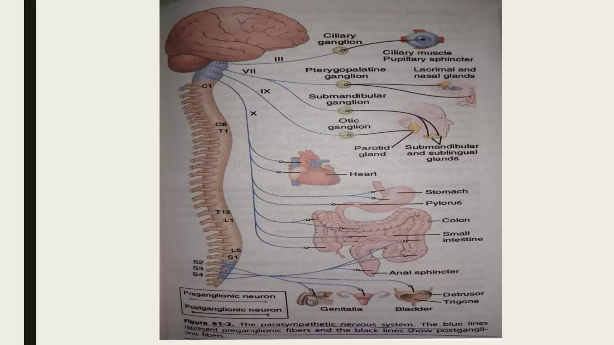 PARASYMPATHETIC SYSTEM | PPTX | Brain and Nervous System Disorders ...