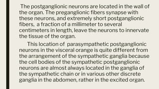 PARASYMPATHETIC SYSTEM | PPTX | Brain and Nervous System Disorders ...