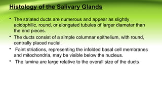 Salivary gland parotid gland submandibular gland | PPTX