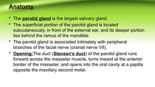 Salivary gland parotid gland submandibular gland | PPT