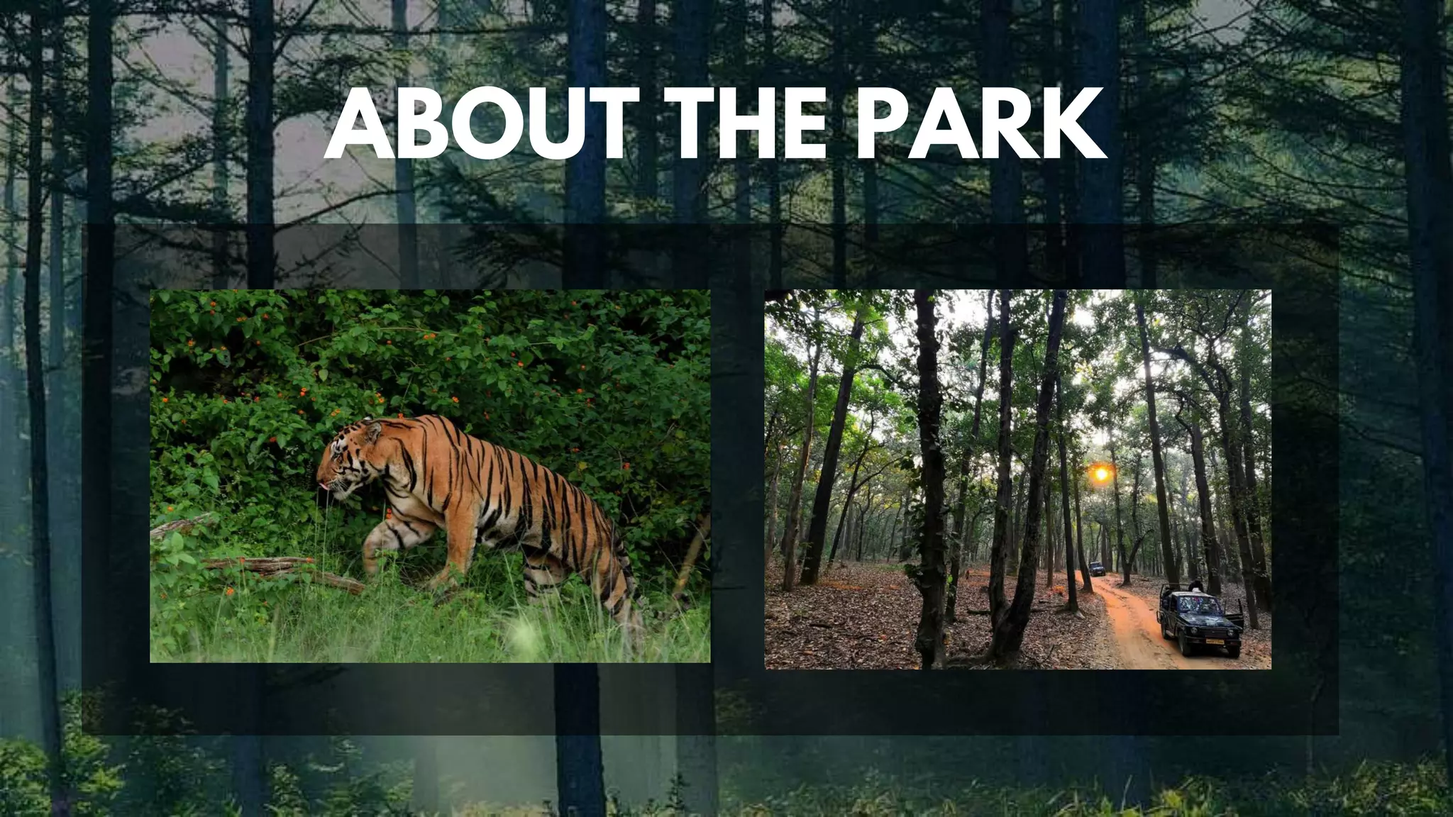 Geo Tourism based on biodiversity zones of the world (animal diversity ...