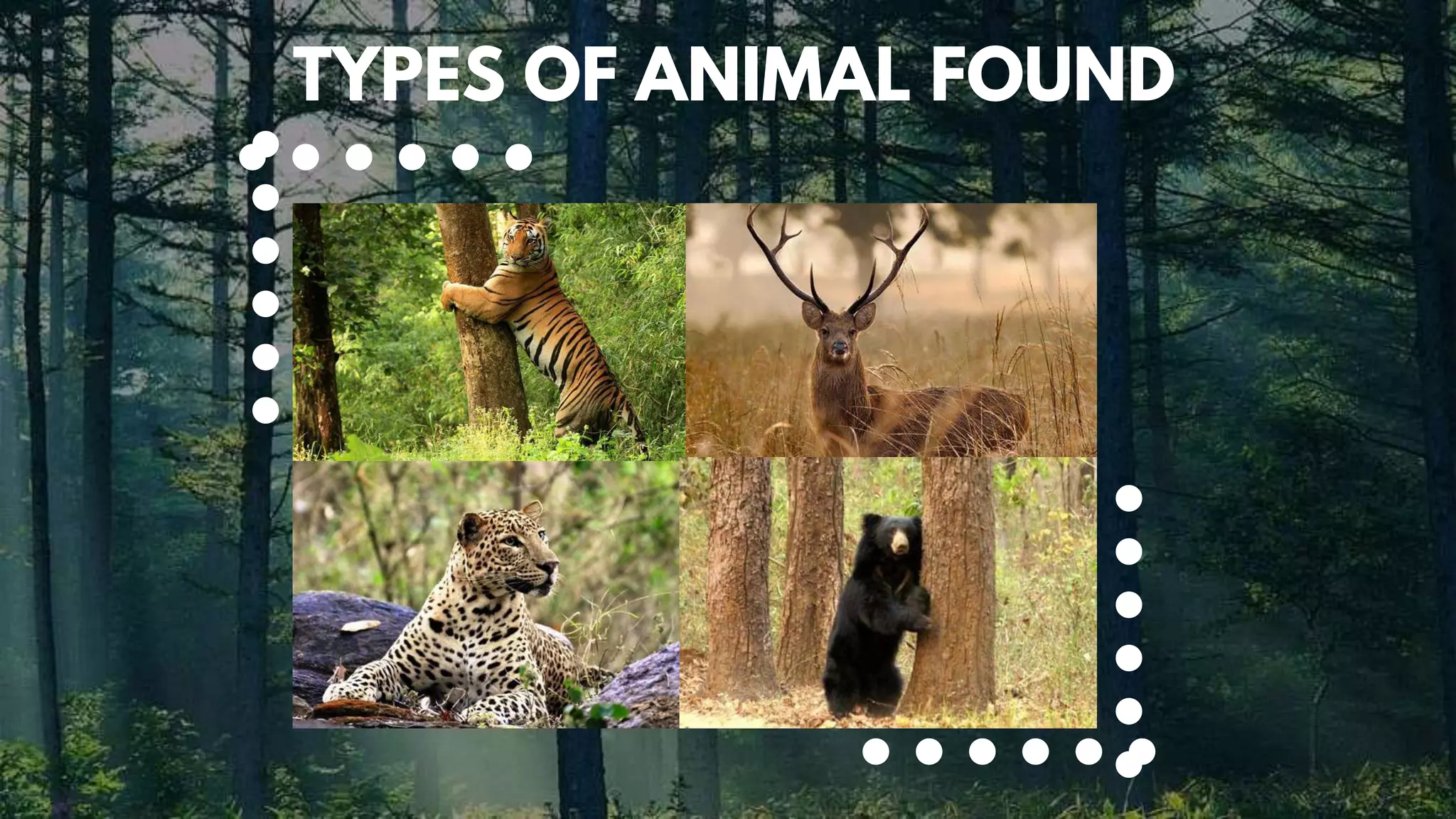 Geo Tourism based on biodiversity zones of the world (animal diversity ...