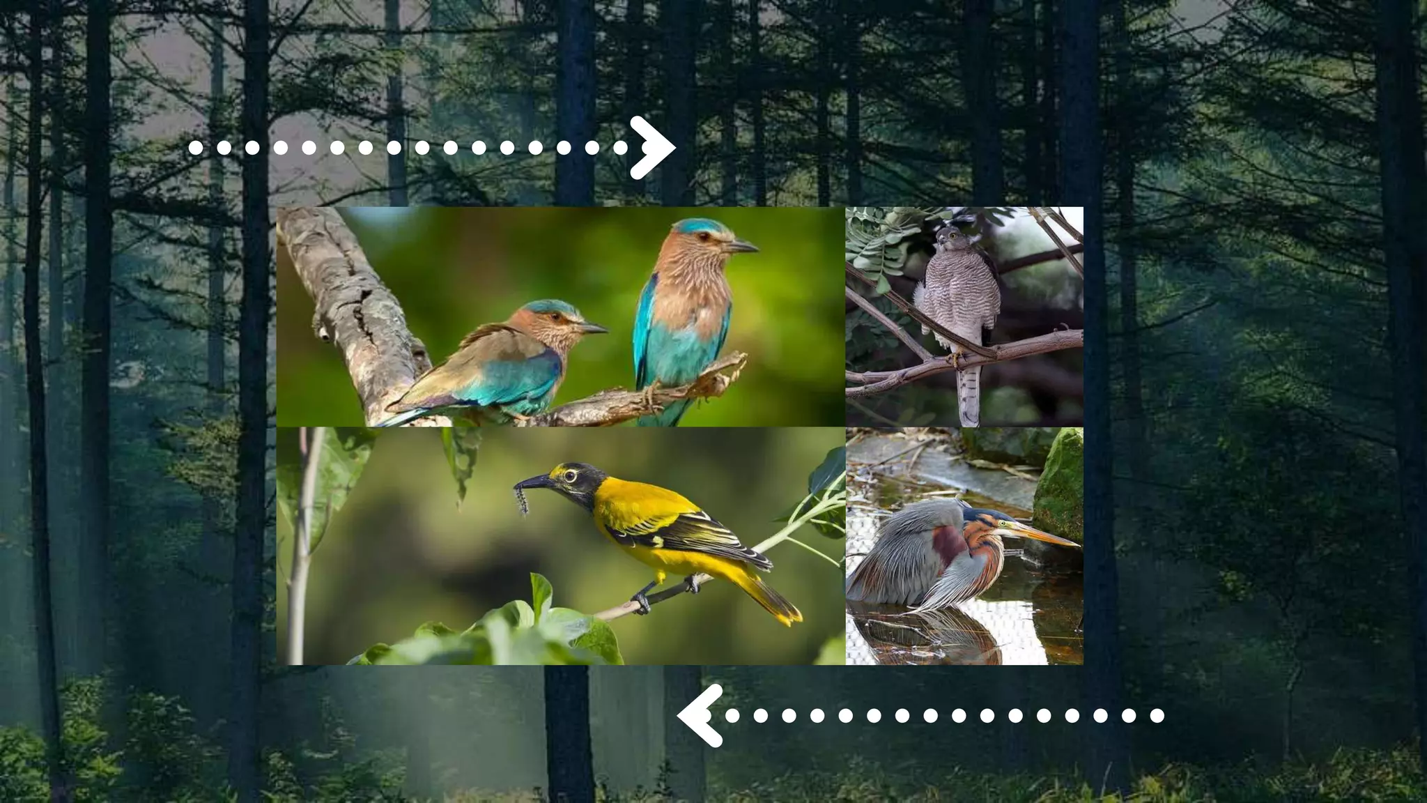 Geo Tourism based on biodiversity zones of the world (animal diversity ...