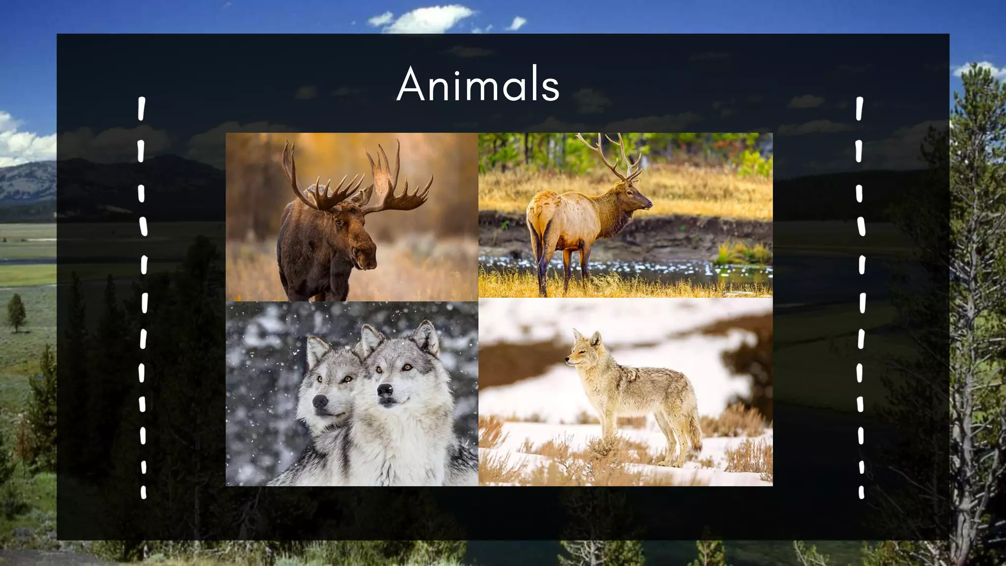 Geo Tourism based on biodiversity zones of the world (animal diversity ...