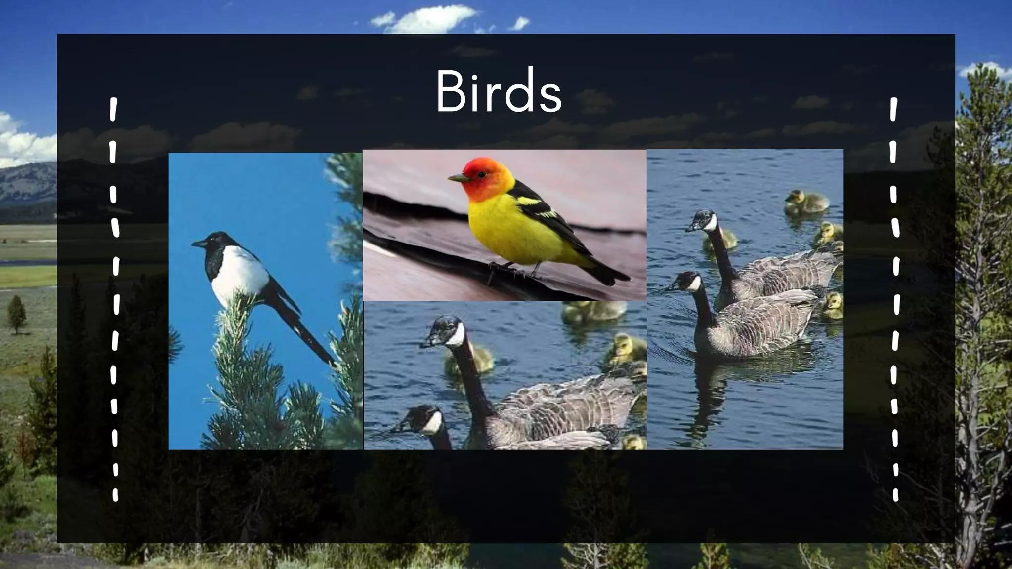 Geo Tourism based on biodiversity zones of the world (animal diversity ...