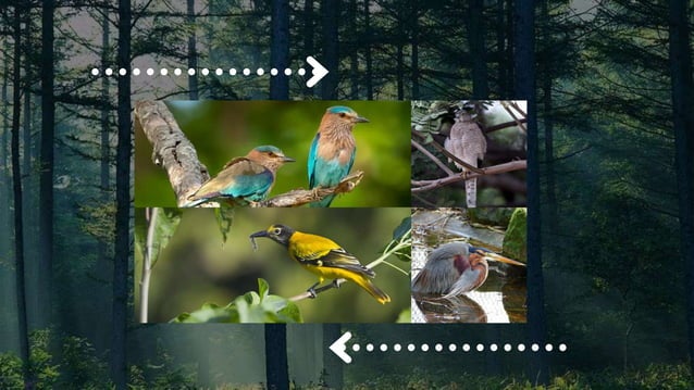 Geo Tourism based on biodiversity zones of the world (animal diversity ...