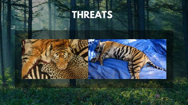 Geo Tourism based on biodiversity zones of the world (animal diversity ...