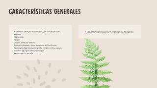 Helechos leptosporangiados | PPTX