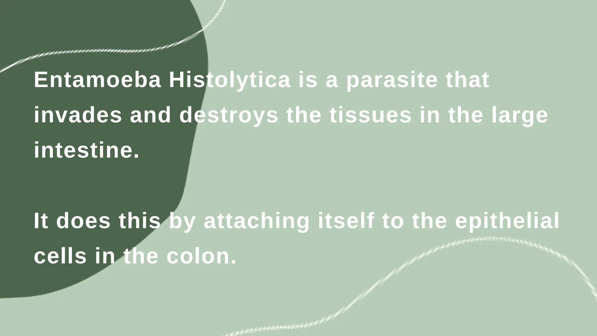 Entamoeba Histolytica biology presentation | PPTX