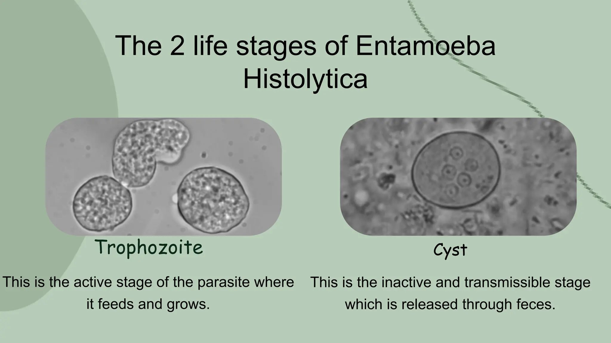 Entamoeba Histolytica biology presentation | PPTX