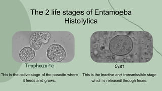 Entamoeba Histolytica biology presentation | PPTX | Infectious Diseases ...