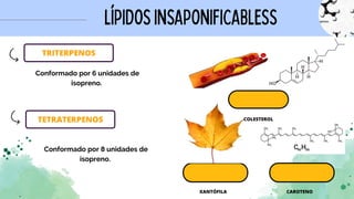 Lípidos: estructura, clasificación y metabolismo | PPTX