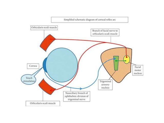 Effect of drugs on rabbit eye.pptx