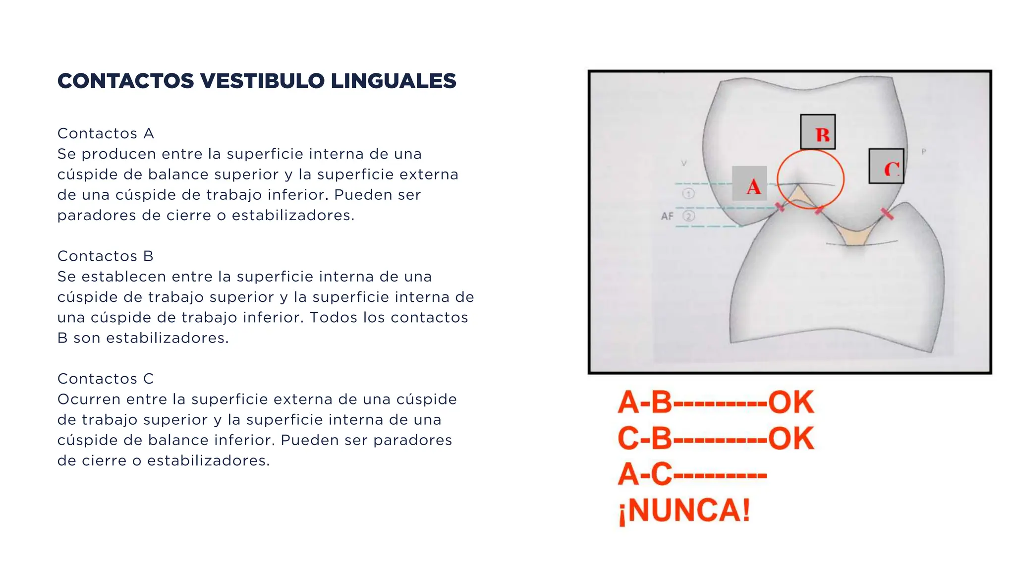 Morfología oclusal, materia de oclusión 1 | PPTX