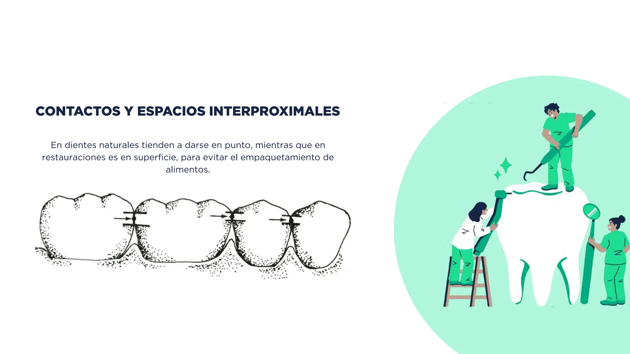 Morfología oclusal, materia de oclusión 1 | PPTX