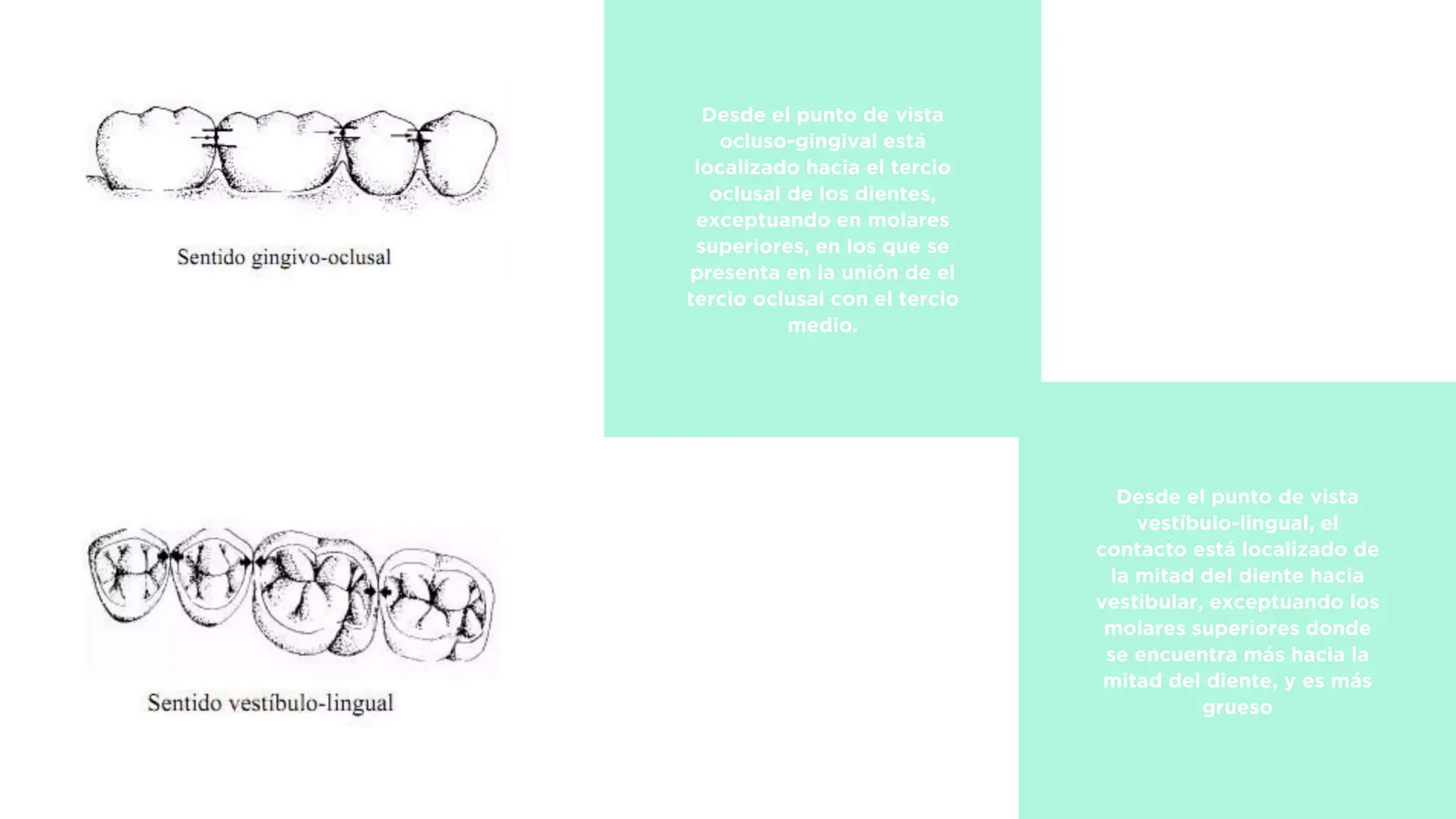Morfología oclusal, materia de oclusión 1 | PPTX