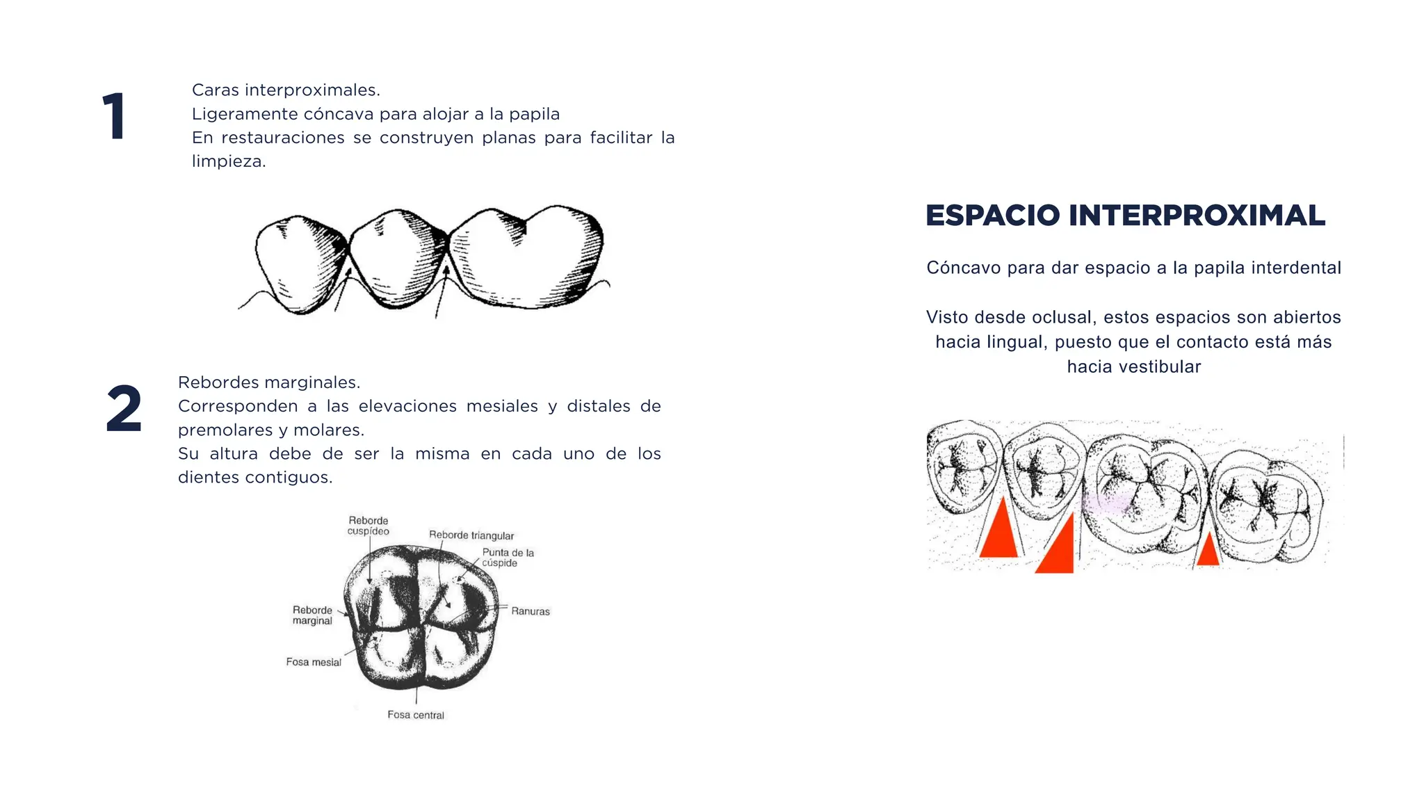 Morfología oclusal, materia de oclusión 1 | PPTX