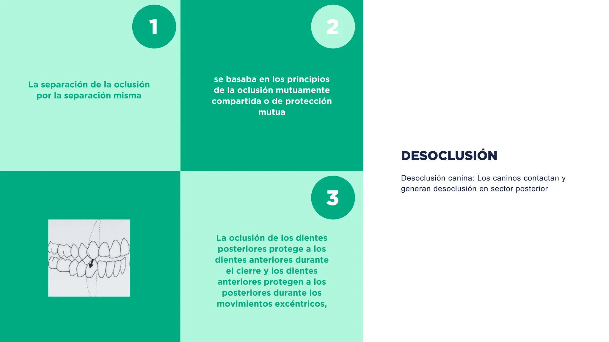 Morfología oclusal, materia de oclusión 1 | PPTX