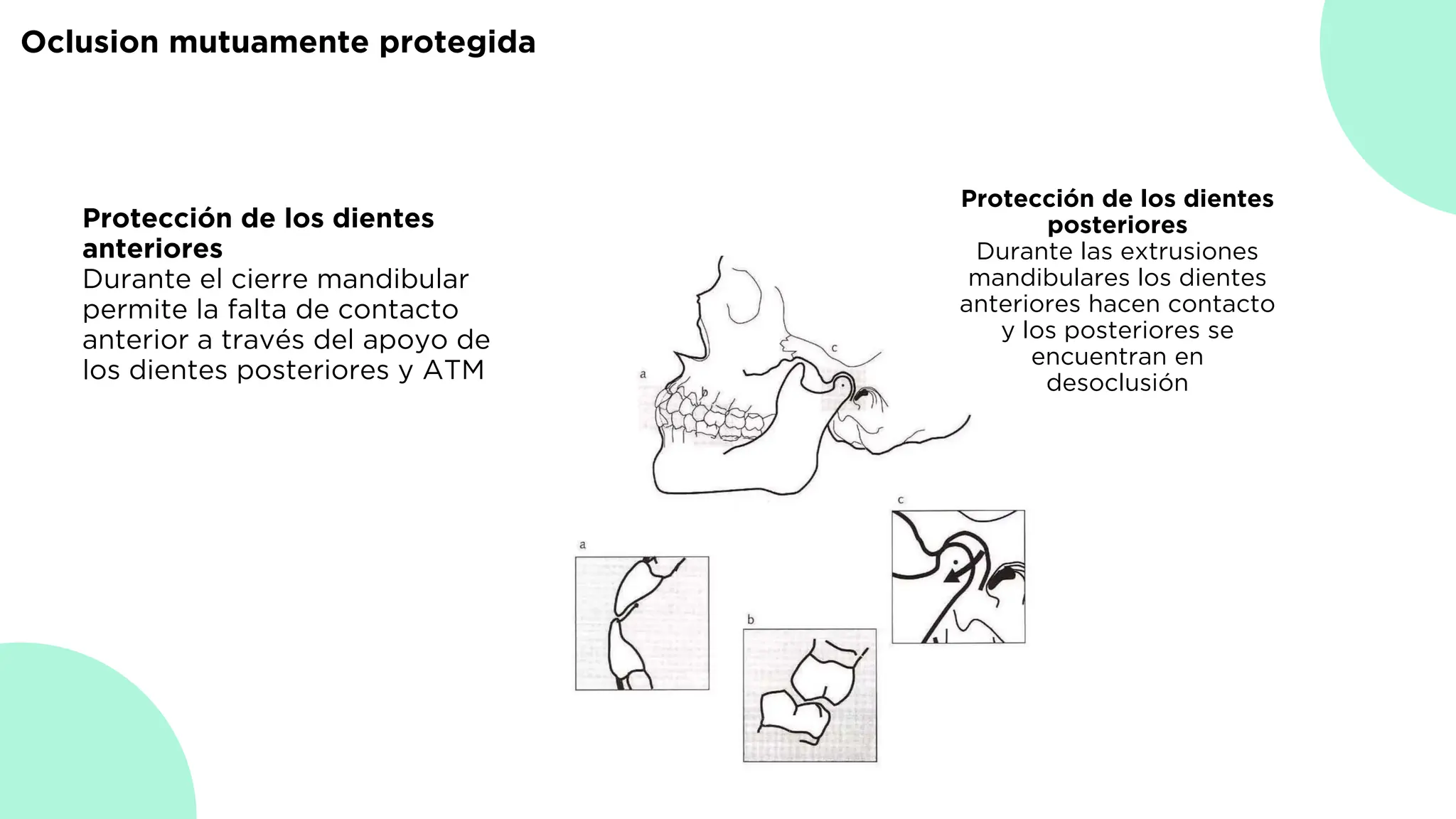 Morfología oclusal, materia de oclusión 1 | PPTX
