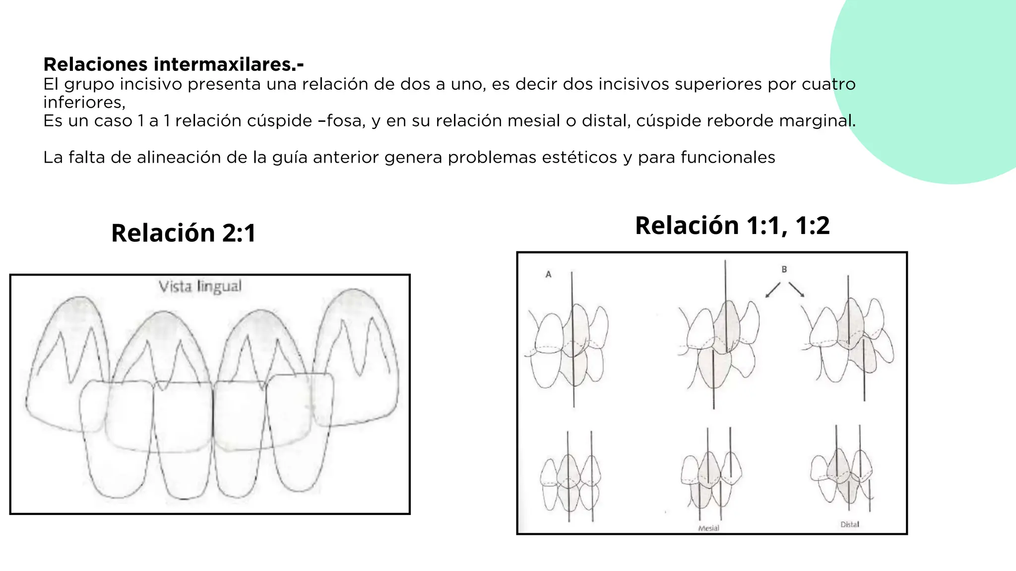Morfología oclusal, materia de oclusión 1 | PPTX