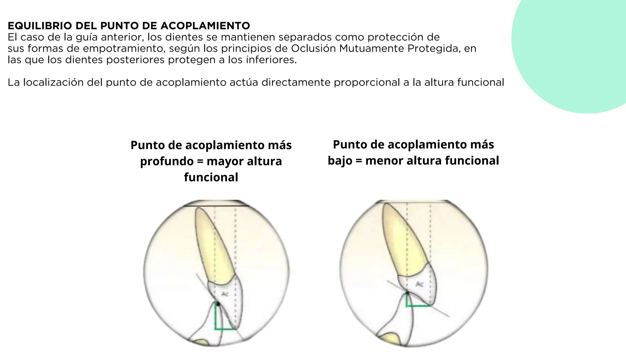 Morfología oclusal, materia de oclusión 1 | PPTX