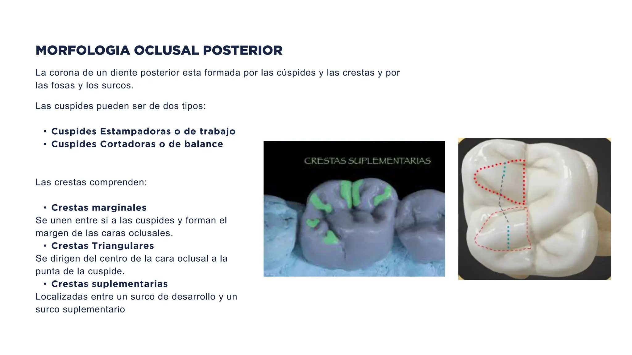 Morfología oclusal, materia de oclusión 1 | PPTX