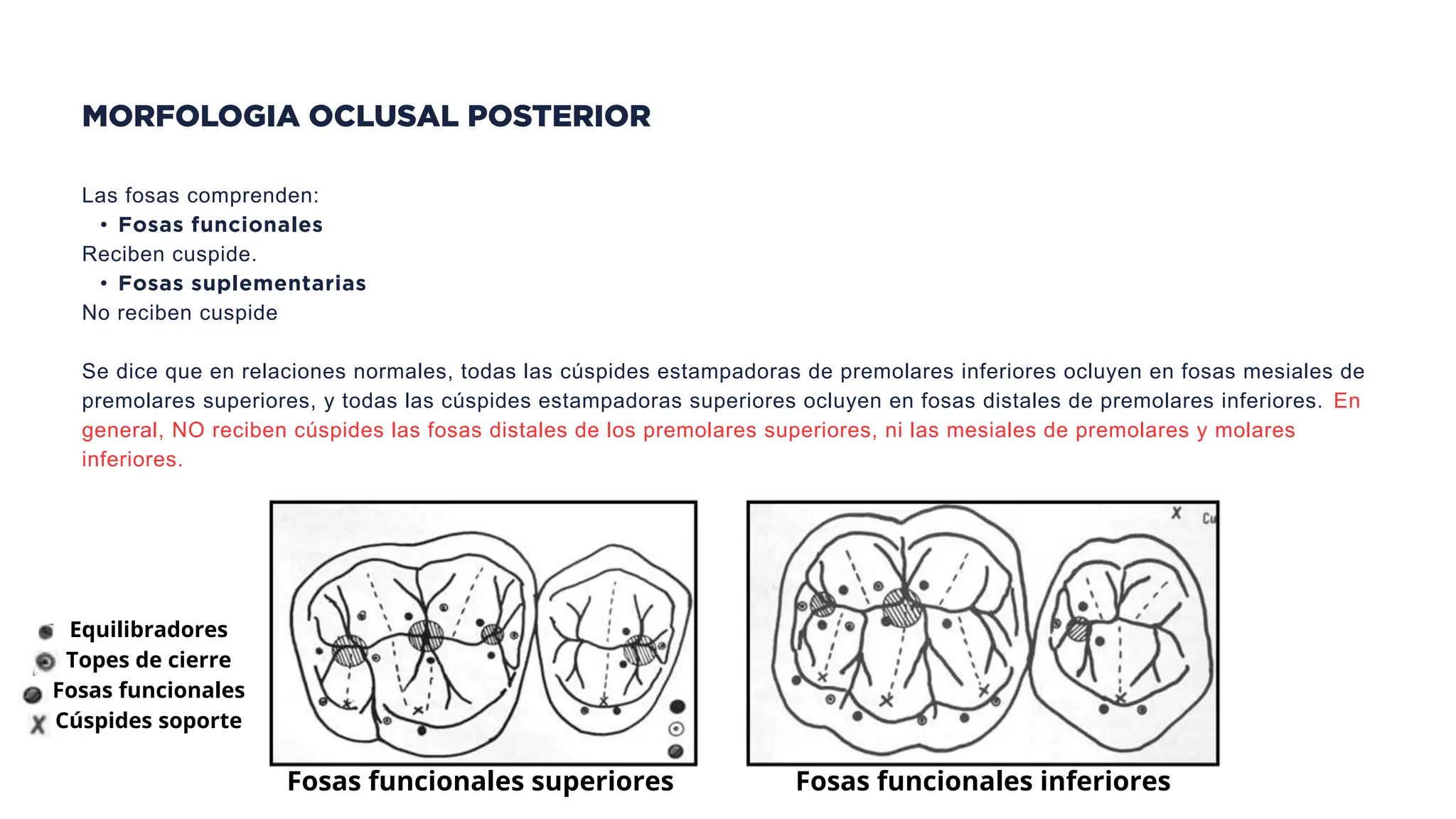 Morfología oclusal, materia de oclusión 1 | PPTX