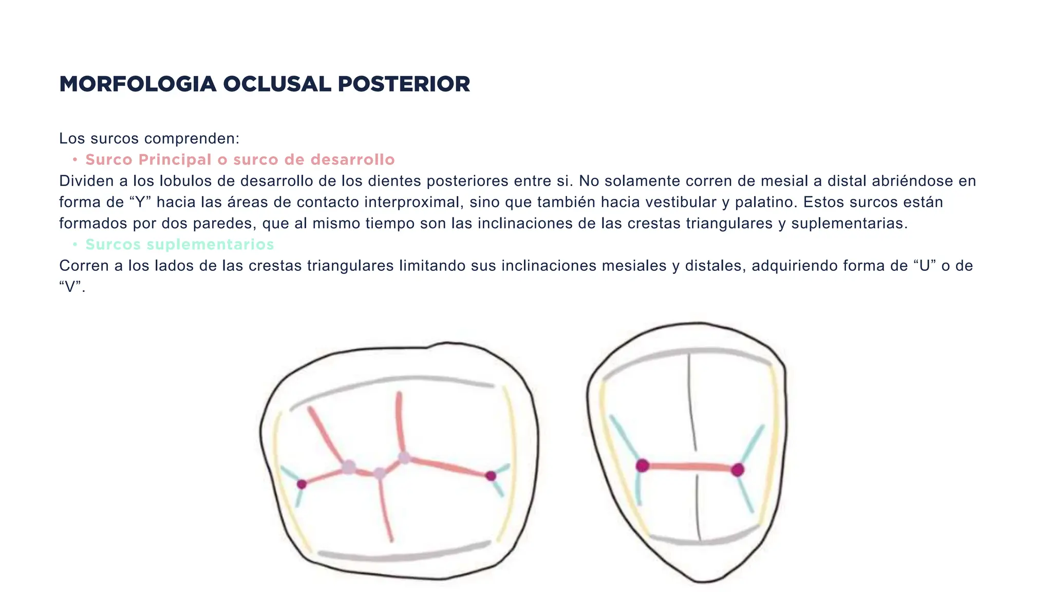Morfología oclusal, materia de oclusión 1 | PPTX