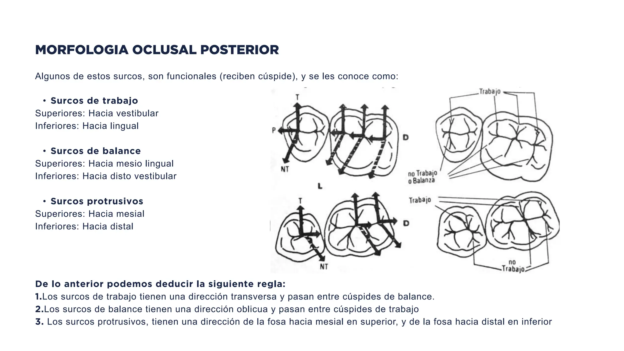 Morfología oclusal, materia de oclusión 1 | PPTX