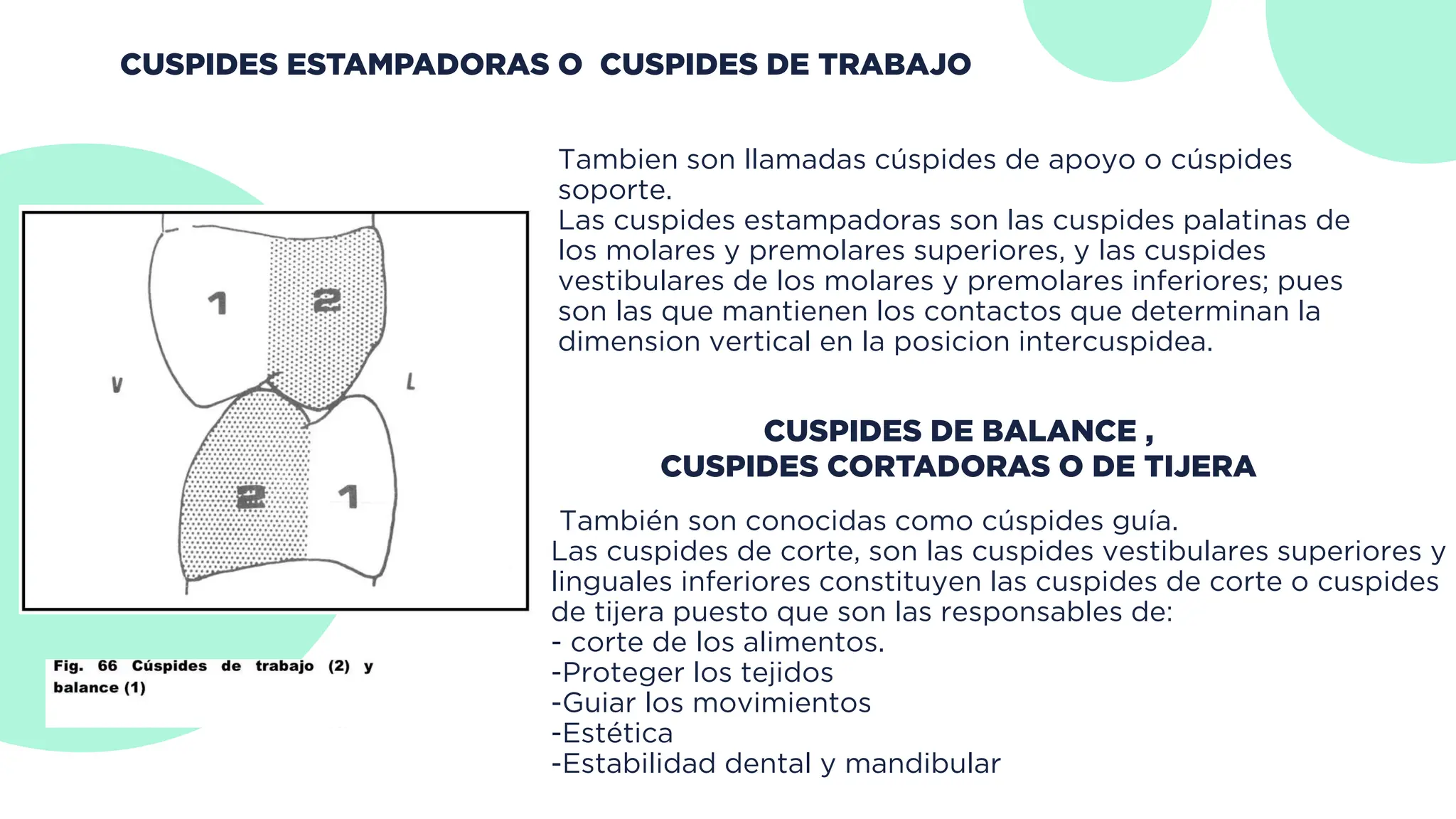 Morfología oclusal, materia de oclusión 1 | PPTX | Dental Health ...