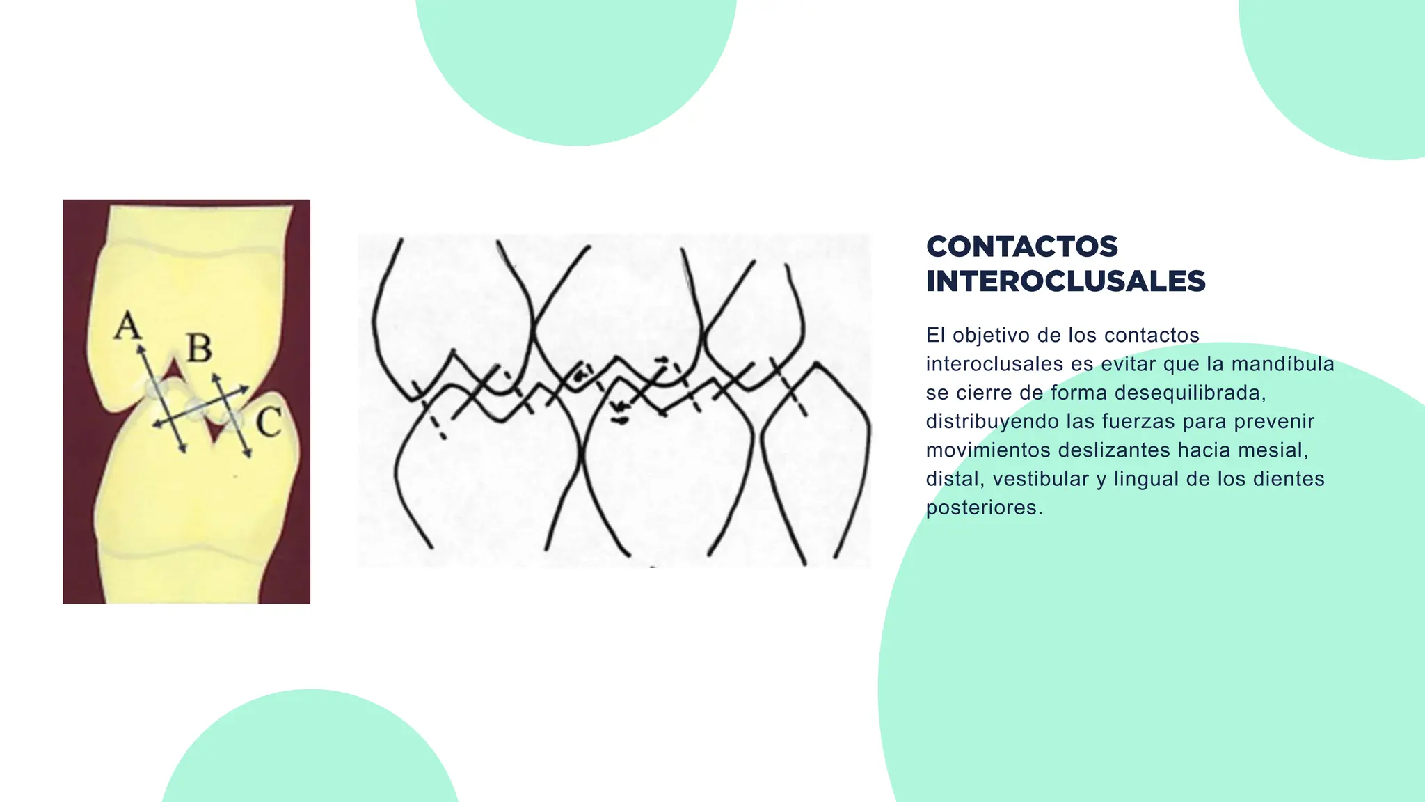 Morfología oclusal, materia de oclusión 1 | PPTX