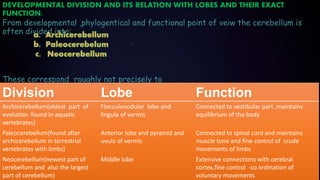 Cerebellum | PPT