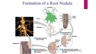 Biological Nitrogen Fixation- Root Nodules formation.pptx | Gardening | Home & Garden