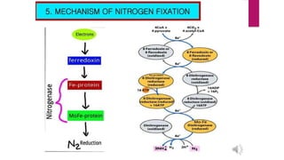 Biological Nitrogen Fixation- Root Nodules formation.pptx | Gardening | Home & Garden