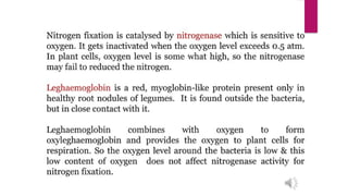 Biological Nitrogen Fixation- Root Nodules formation.pptx | Gardening | Home & Garden