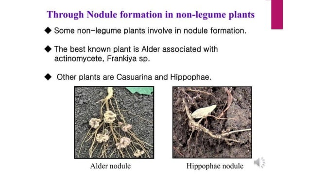 Biological Nitrogen Fixation- Root Nodules formation.pptx | Gardening | Home & Garden