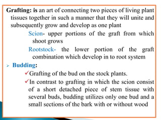 Sub Tropical Root System