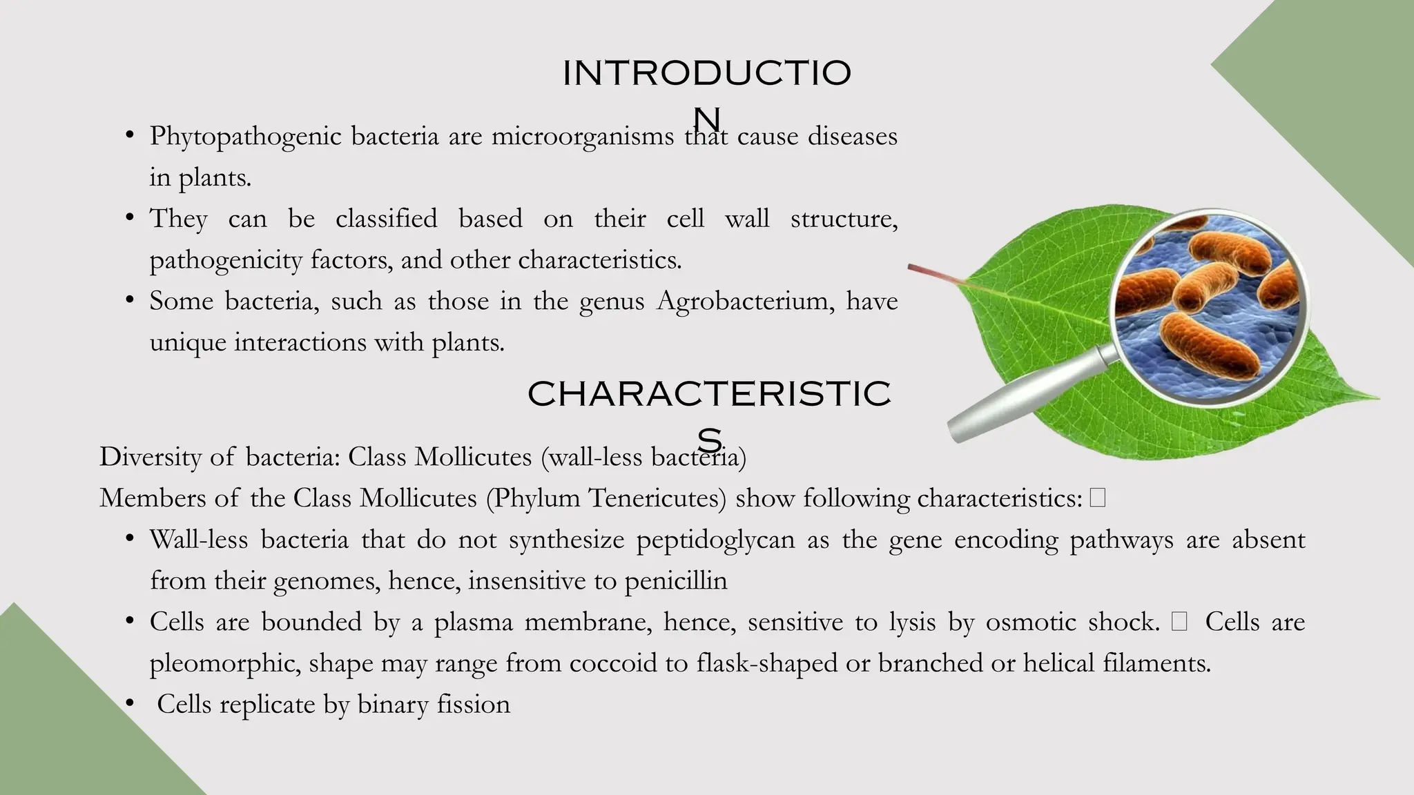 pptx wall-less bacteria 1ASDFGHJEWRTYRKL | PPTX