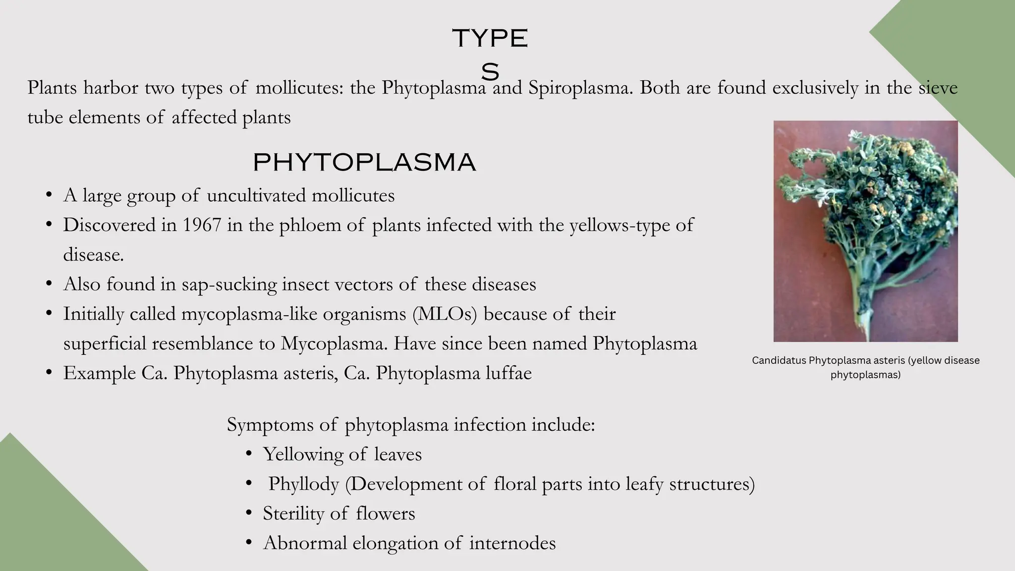 pptx wall-less bacteria 1ASDFGHJEWRTYRKL | PPTX