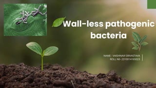 pptx wall-less bacteria 1ASDFGHJEWRTYRKL | PPTX