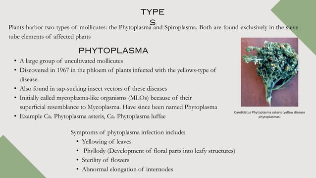 pptx wall-less bacteria 1ASDFGHJEWRTYRKL | PPT