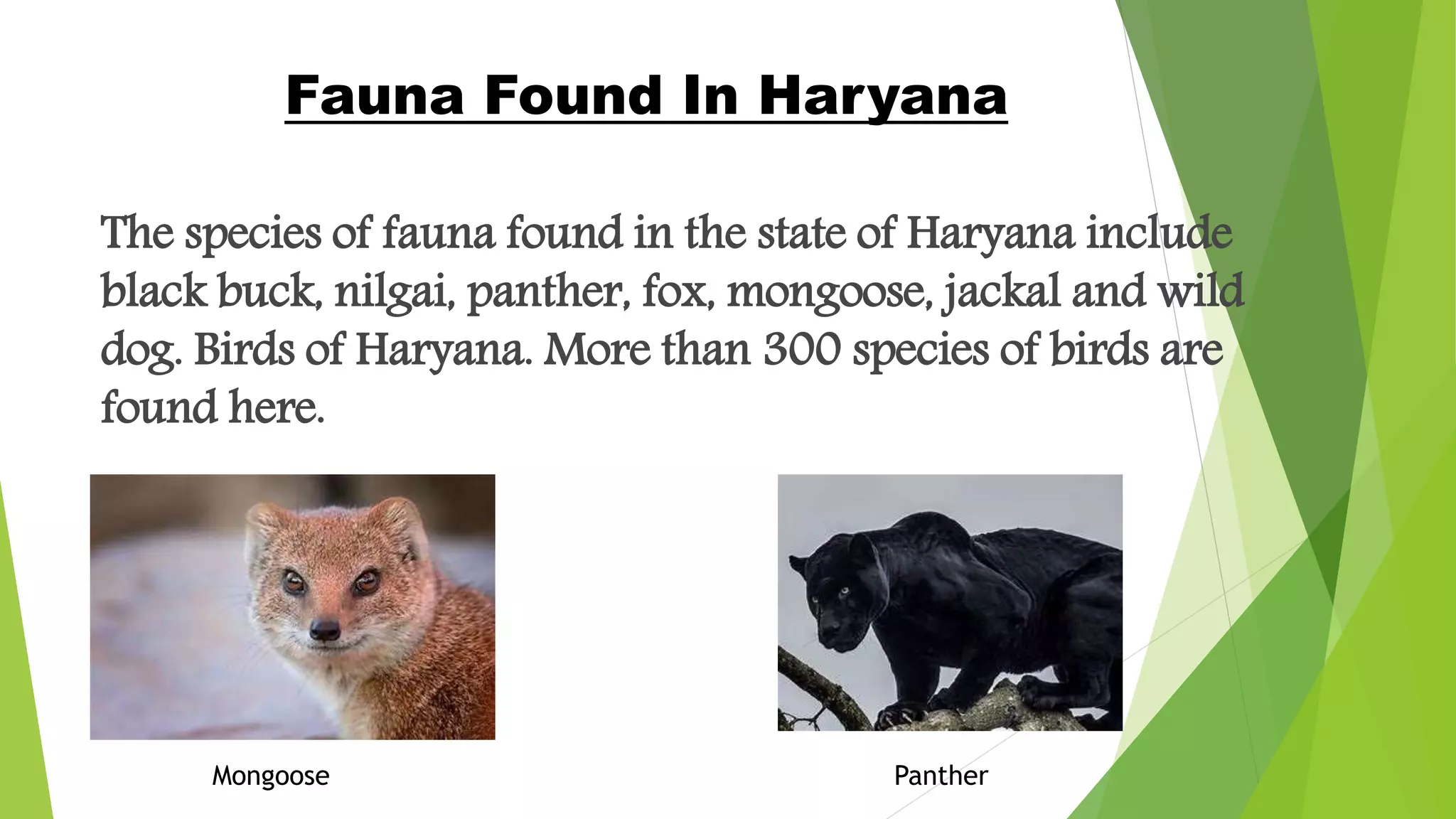 Ppt on Flora and Fauna of Haryana and Telangana | PPTX