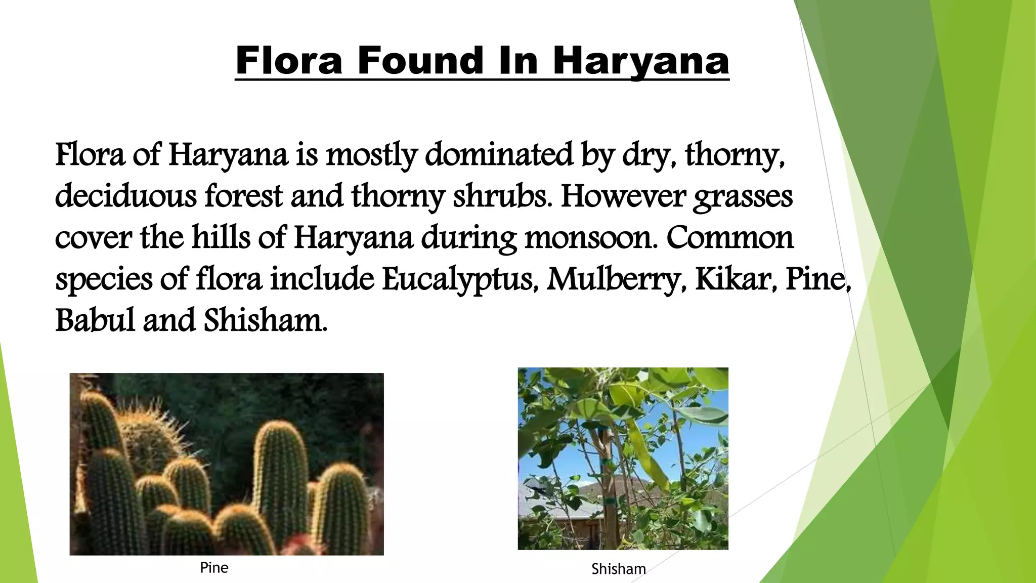 Ppt on Flora and Fauna of Haryana and Telangana | PPTX