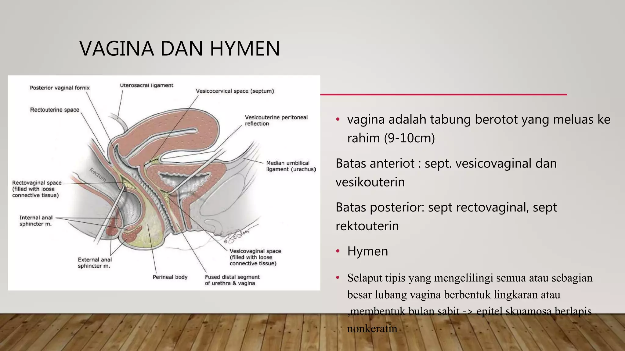 anatomy maternal | PPTX
