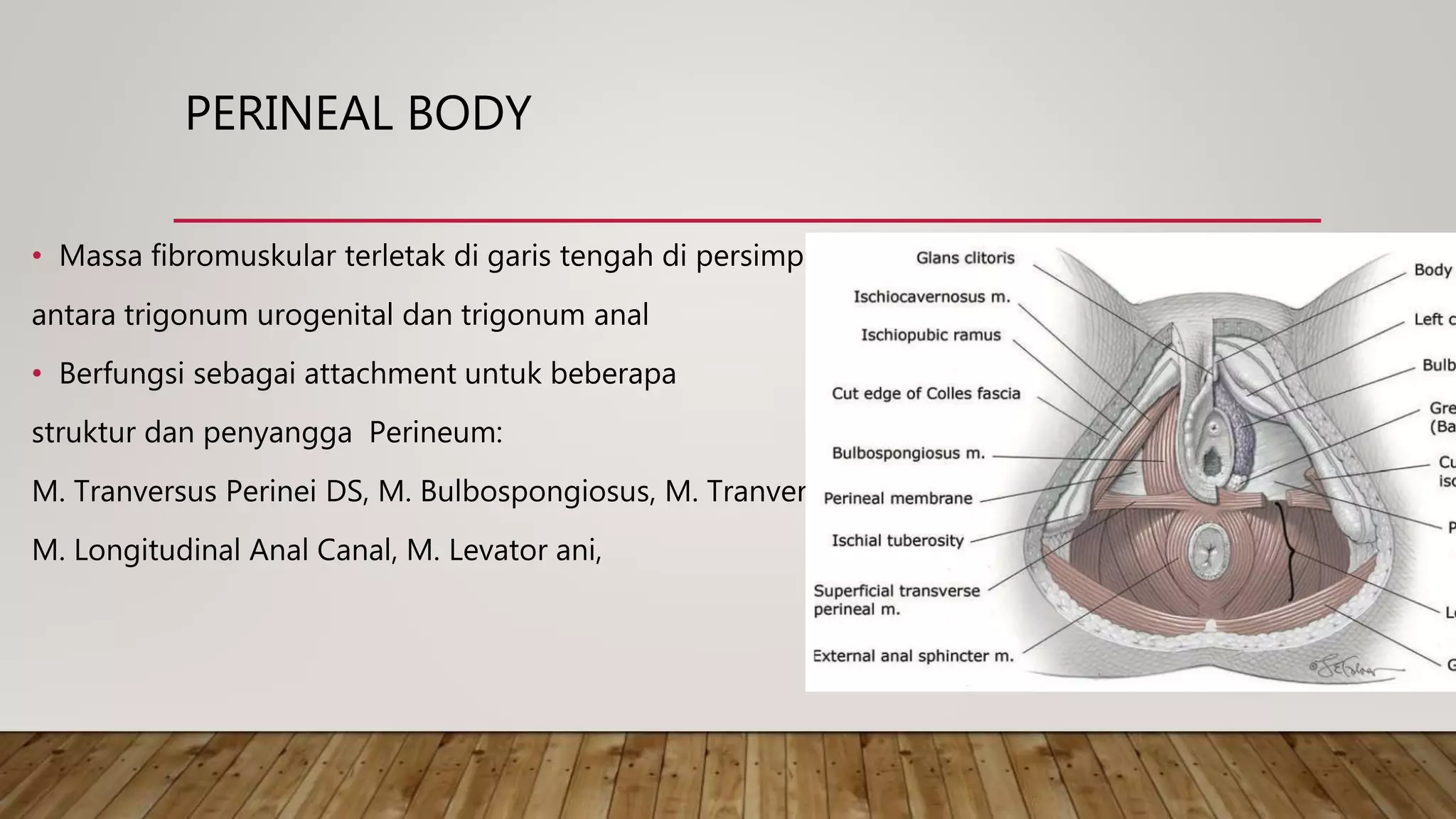 anatomy maternal | PPTX