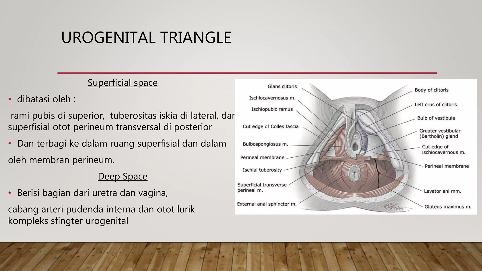 anatomy maternal | PPTX