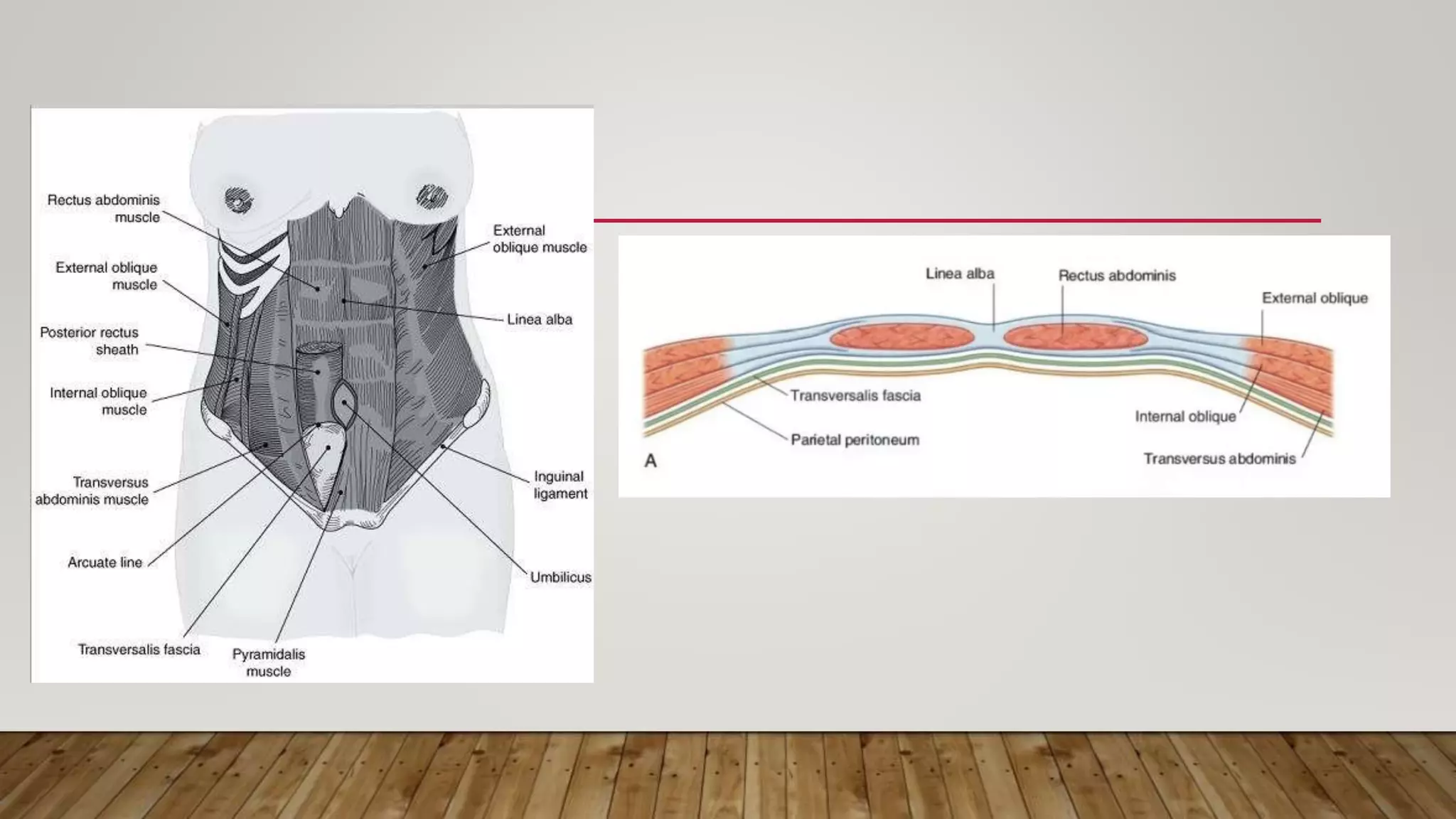 anatomy maternal | PPTX