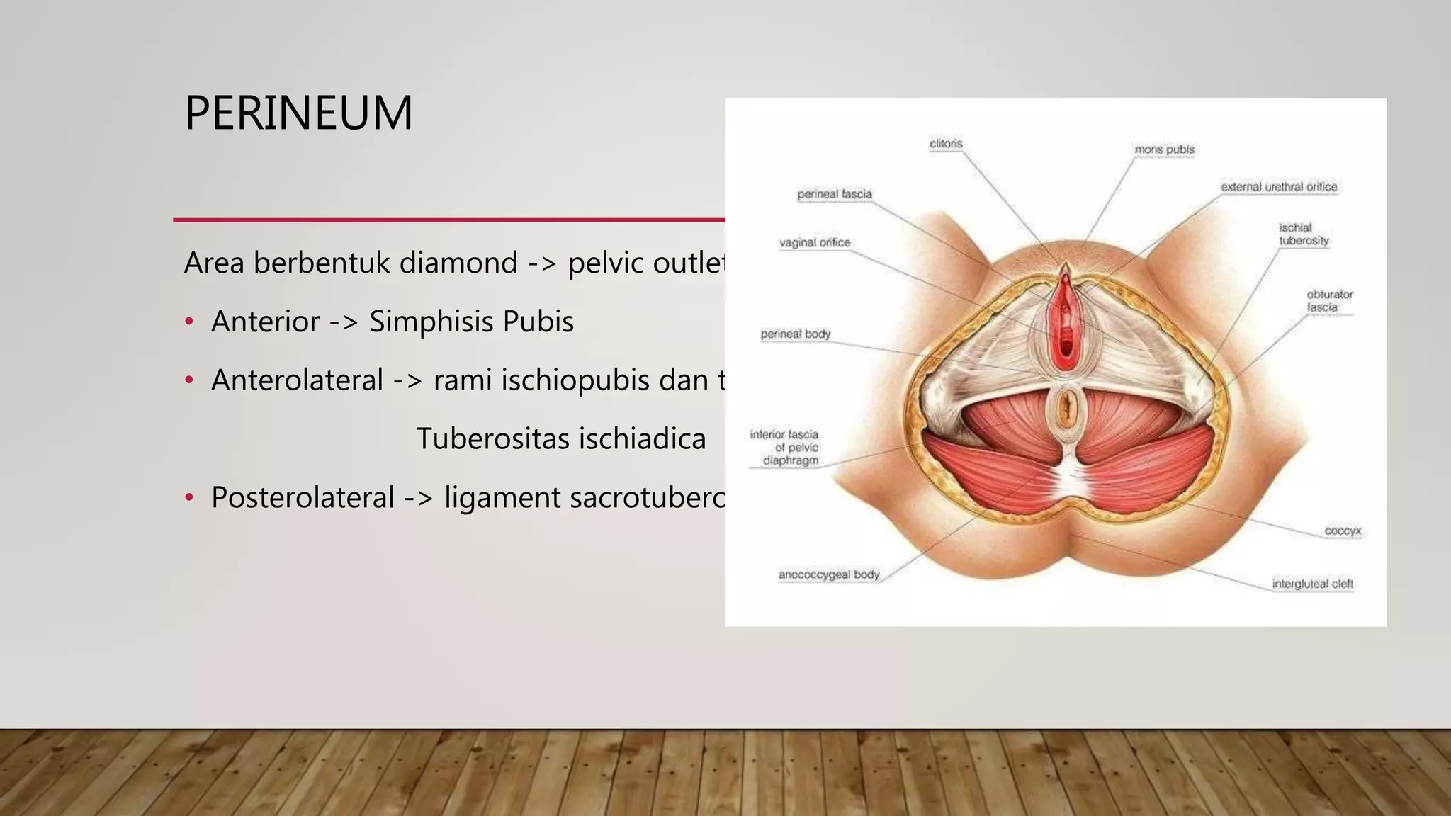 anatomy maternal | PPTX
