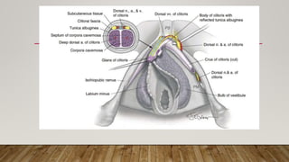 anatomy maternal | PPTX